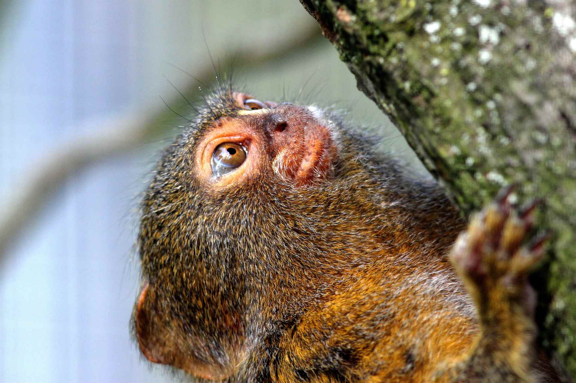 Zwergseidenäffchen - Zoo Vivarium Darmstadt