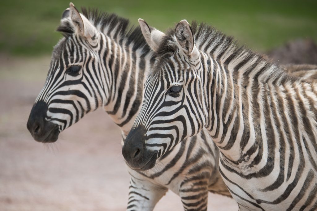 Zoo Vivarium Darmstadt