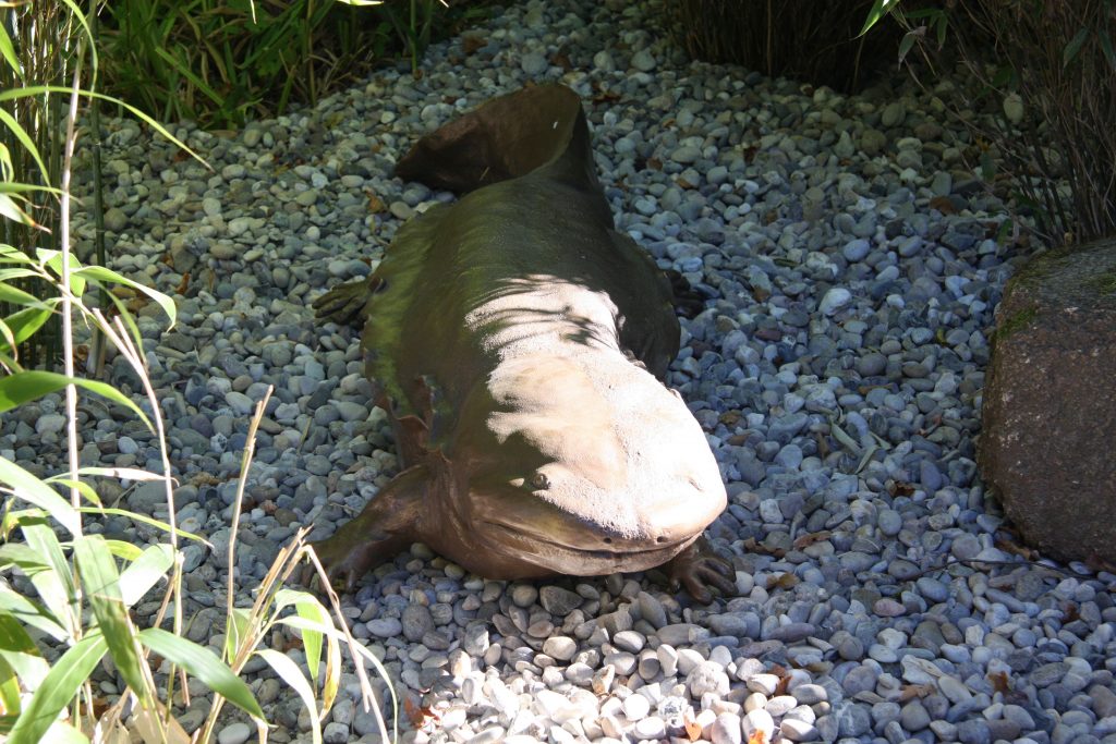 Lurchi ist wieder da - Der legendäre Riesensalamander kehrt als ...