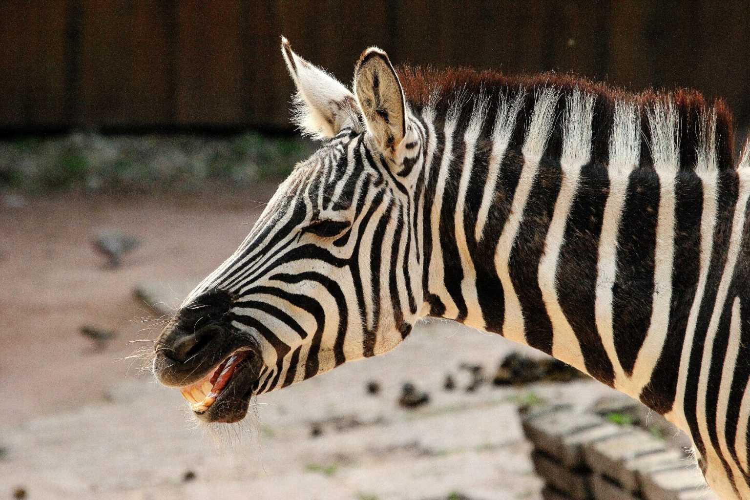 Zoo Vivarium Darmstadt
