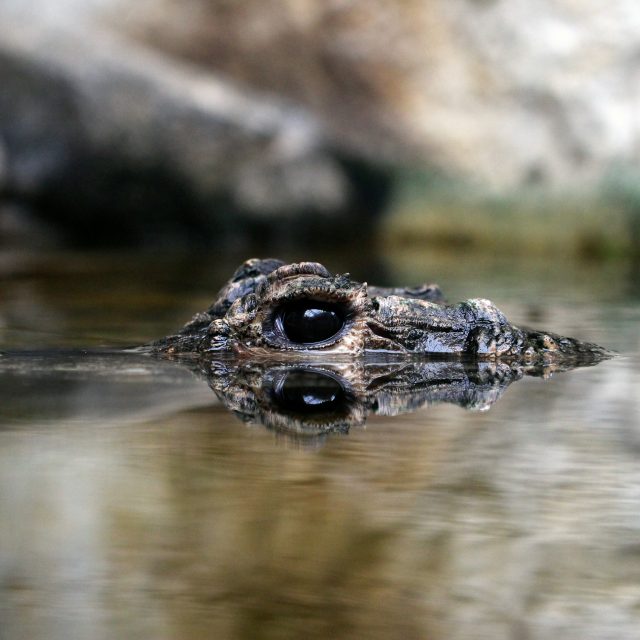 Zoo Vivarium Darmstadt