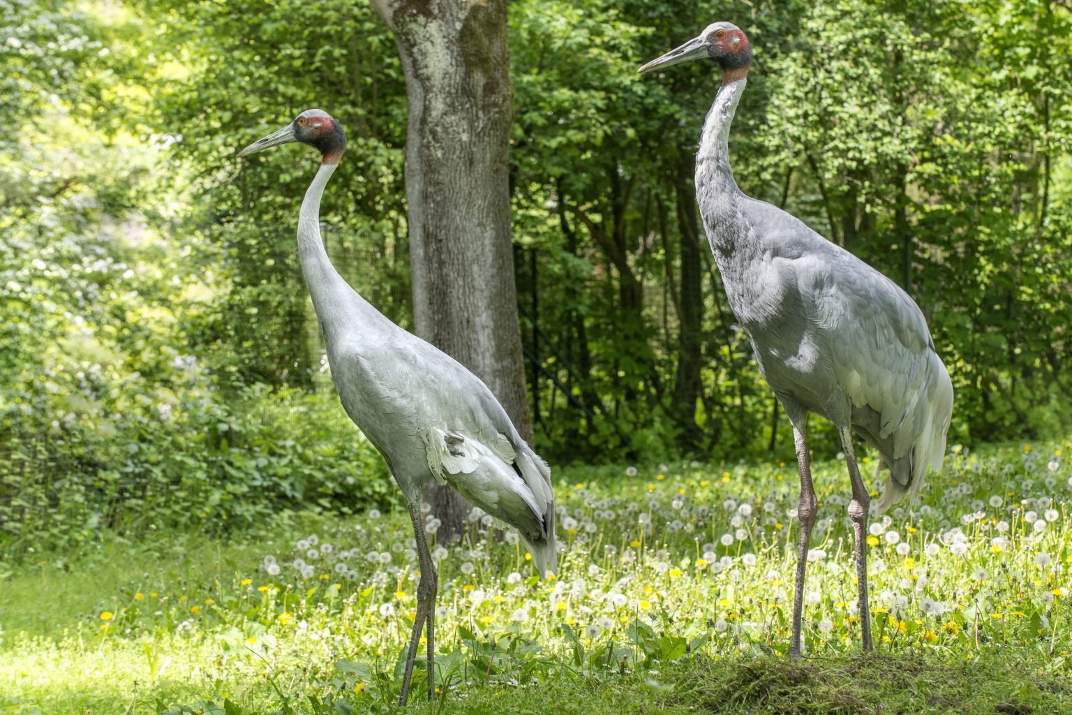 Zoo Vivarium Darmstadt