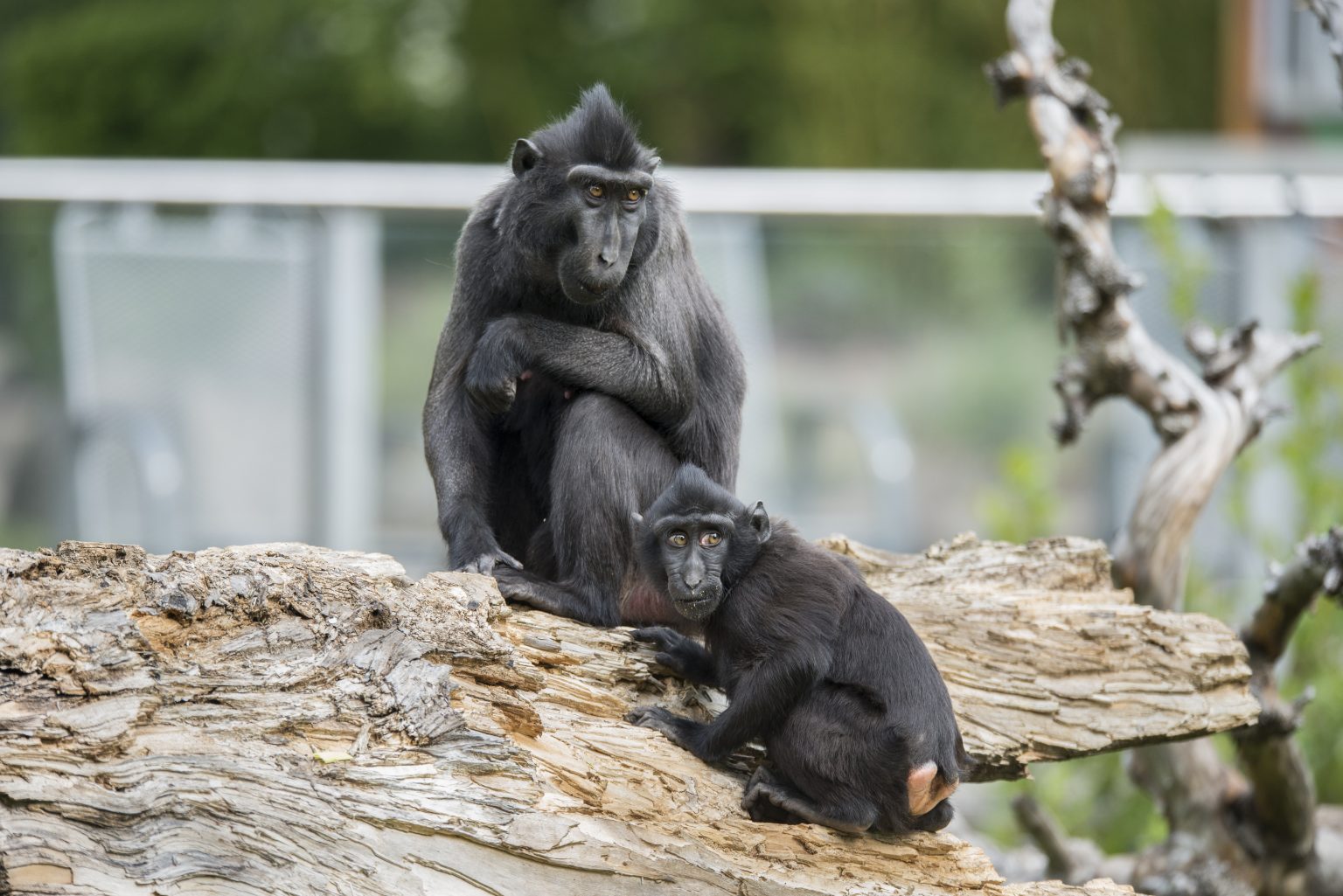 Zoo Vivarium Darmstadt