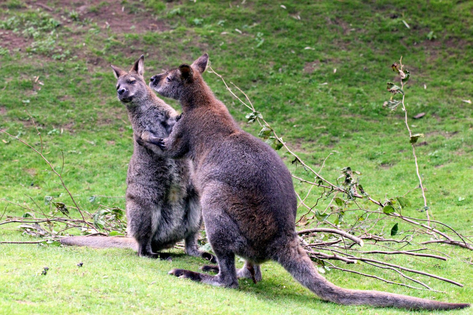 Zoo Vivarium Darmstadt