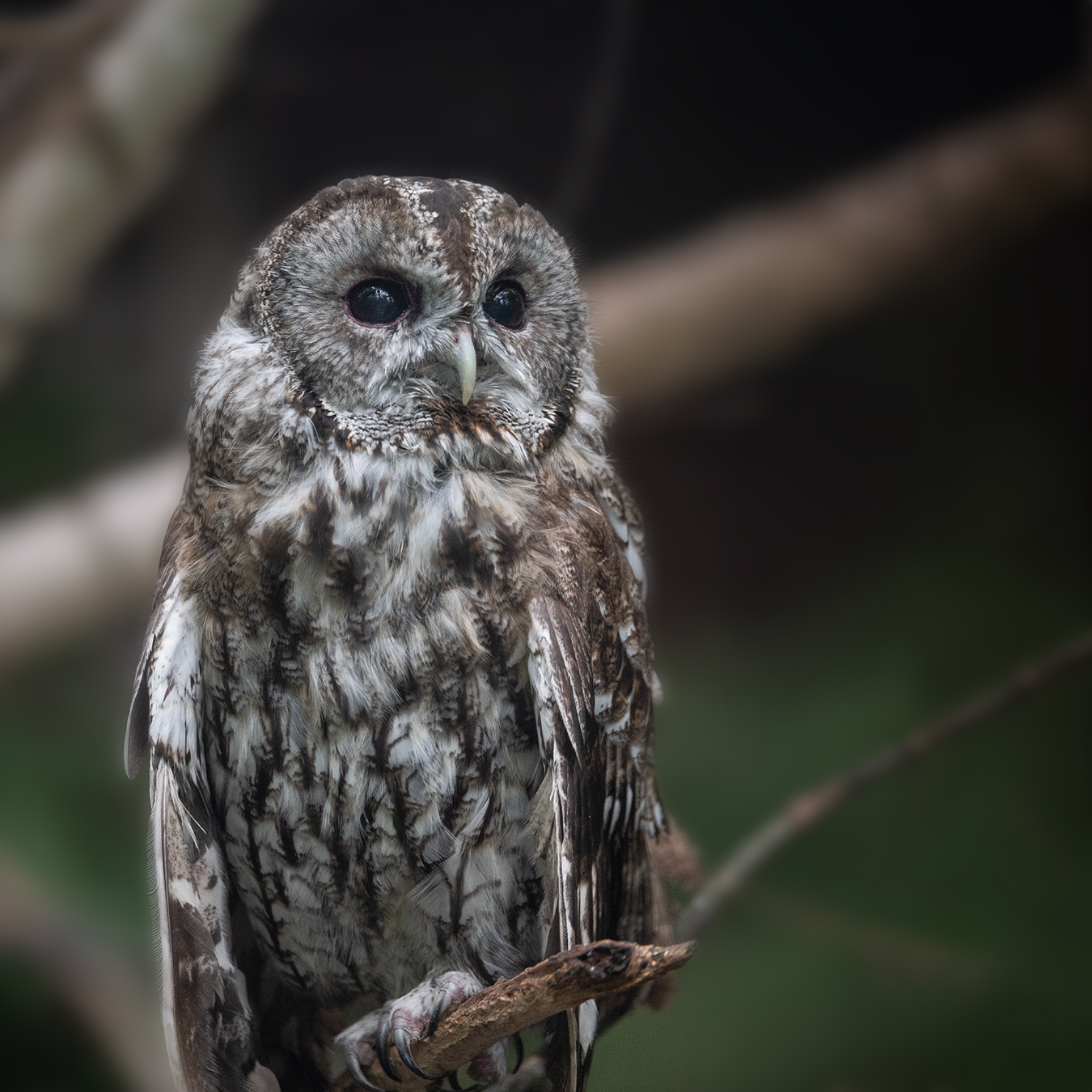 Zoo Vivarium Darmstadt