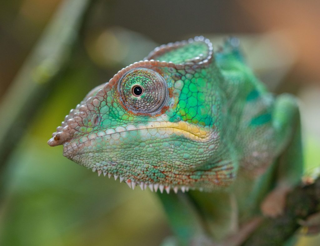 Zoo Vivarium Darmstadt